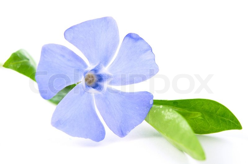 Periwinkle flower on a white background | Stock image | Colourbox