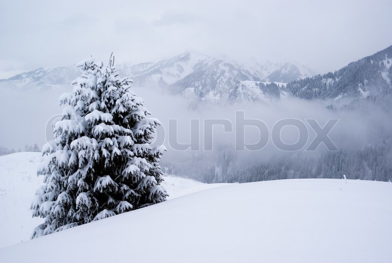 Eine Tanne im Winter Berge | Stock Bild | Colourbox