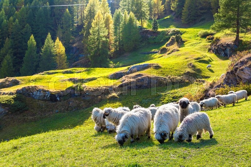 Swiss Alps and Valais blacknose sheep ... | Stock image | Colourbox