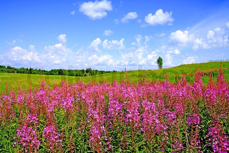 Lilac Field Wallpaper