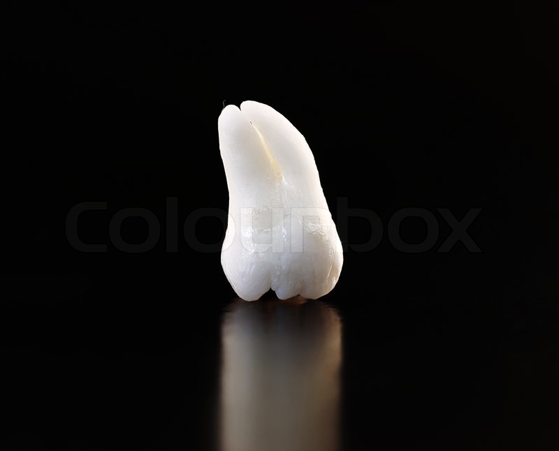 Real Human Wisdom tooth | Stock image | Colourbox