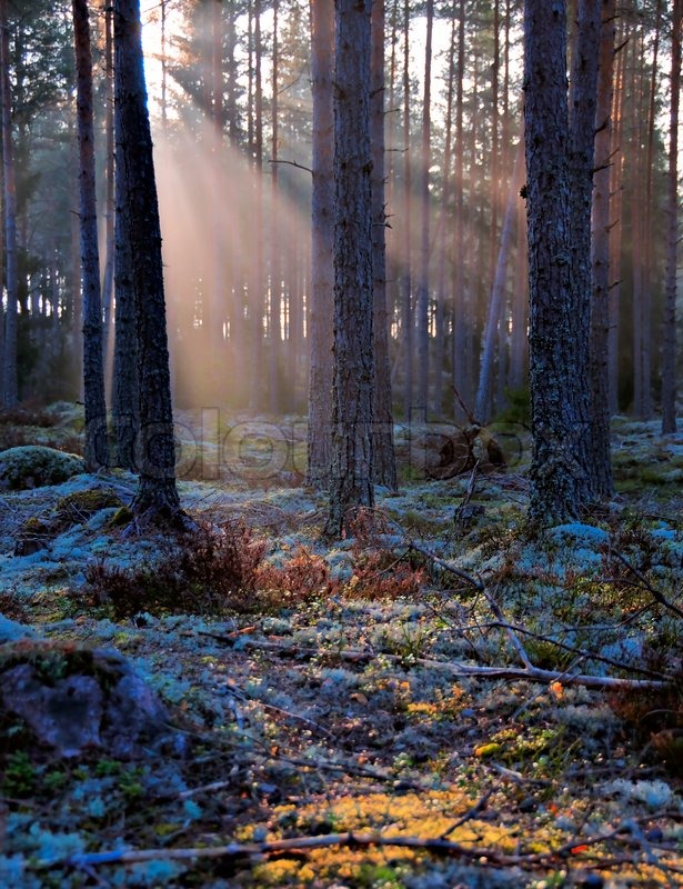 Swedish forest with pine trees | Stock image | Colourbox