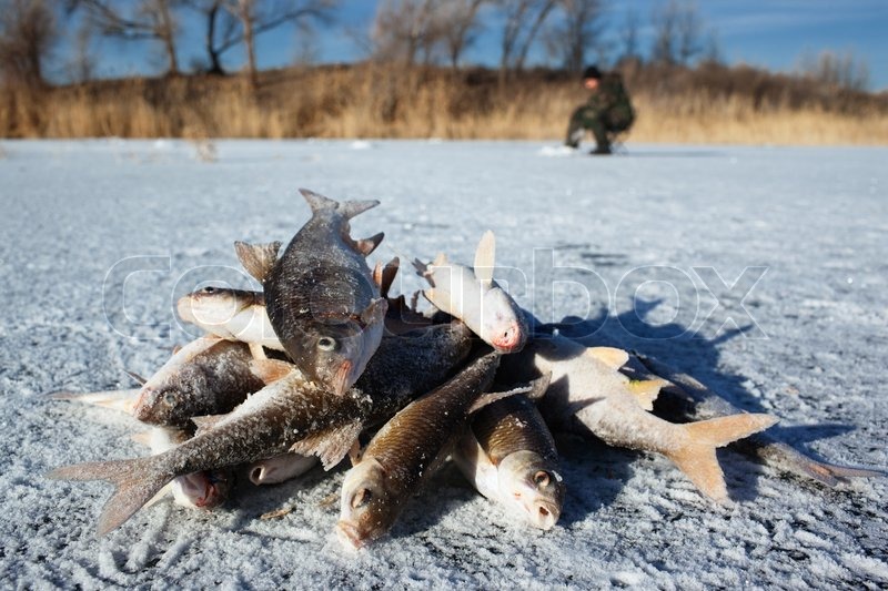 Fish caught on the ice of a lake | Stock image | Colourbox