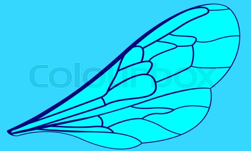 Illustration of the insects wing | Stock vector | Colourbox