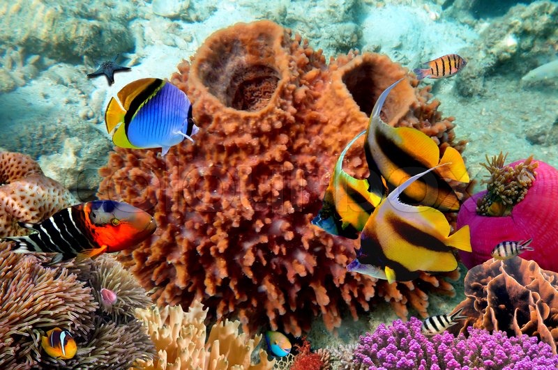Tropiske koralrev. | Stock foto | Colourbox