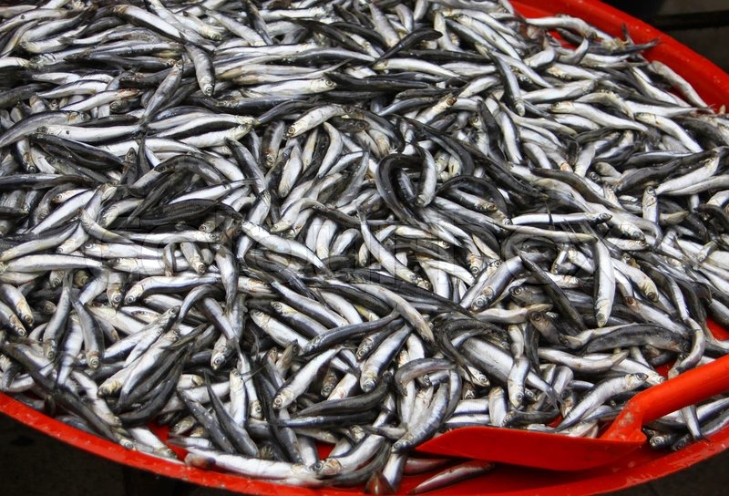 Bulk of fresh sprats on a market stall | Stock image | Colourbox