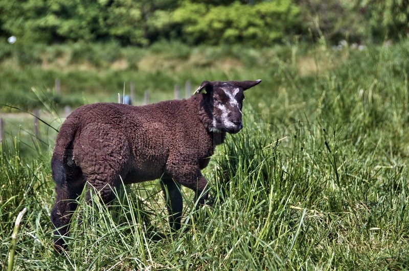 Single black sheep walking lonely in ... | Stock image | Colourbox