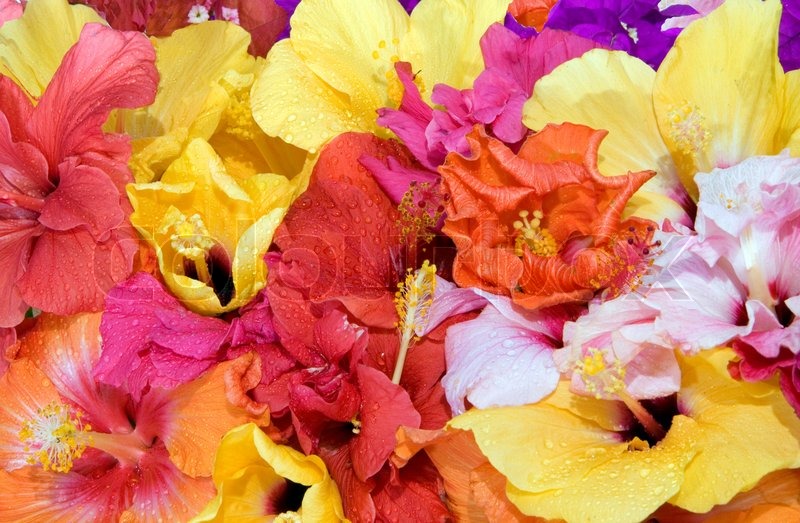 Tropische Blumen - Hibiscus und ... | Stock Bild | Colourbox