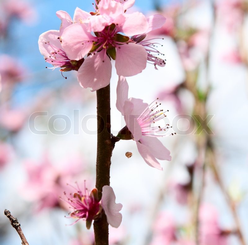 Peach blossom on a tree in spring | Stock image | Colourbox