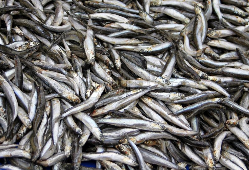 Bulk of fresh sprats | Stock image | Colourbox