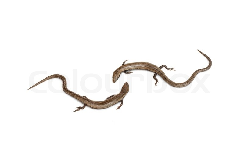 Two small lizards on a white background | Stock image | Colourbox