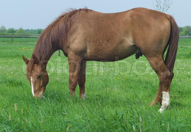 Brown Pferd grasen auf der Weide | Stock Bild | Colourbox