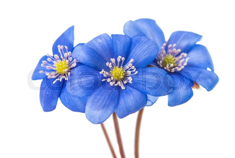 Spring blue flower isolated on white ... | Stock image | Colourbox