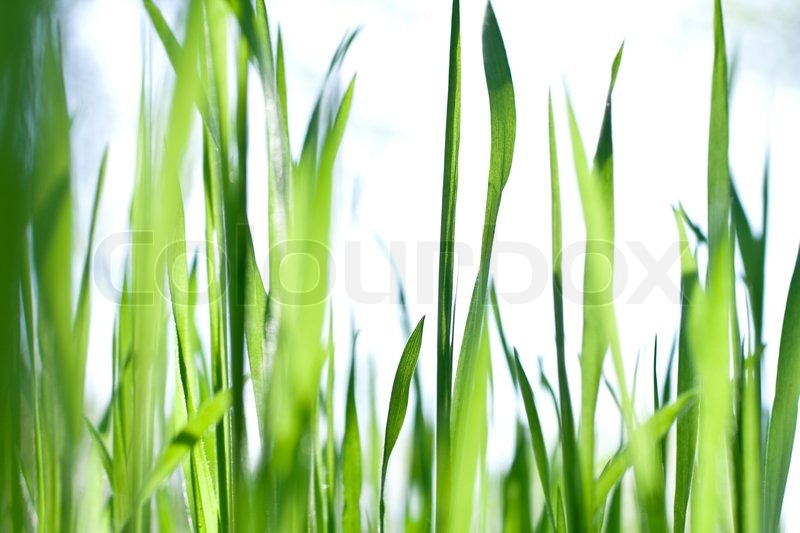 Frische grüne Gras als Hintergrund | Stock Bild | Colourbox