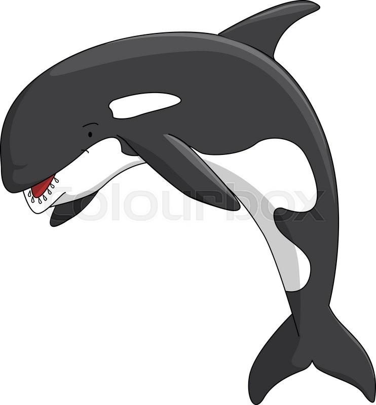 Orca Cartoon Illustration | Stock vector | Colourbox