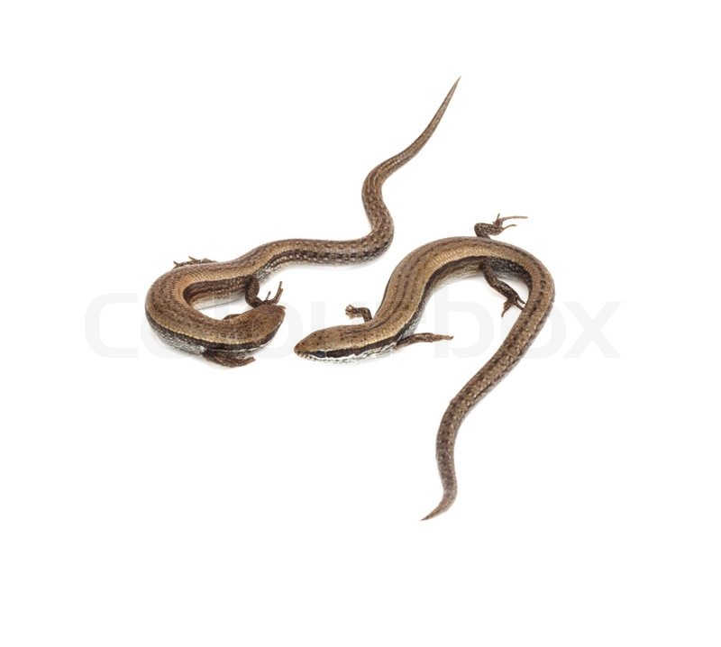 Two small lizards on a white background | Stock image | Colourbox