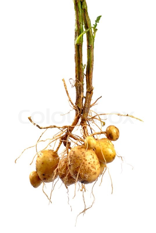 Potato with root close up isolated on ... | Stock image | Colourbox