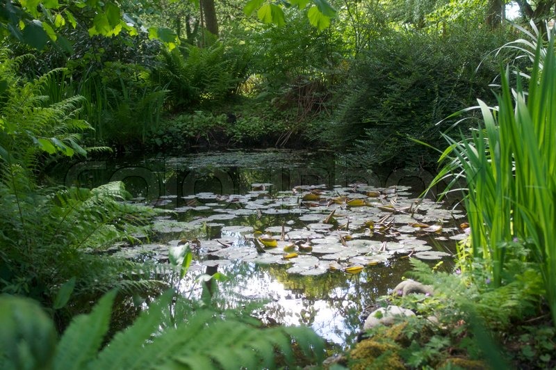 Peaceful pond | Stock Photo | Colourbox