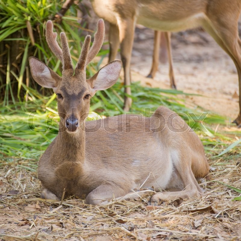 Deer resting in the zoo of Thailand | Stock image | Colourbox