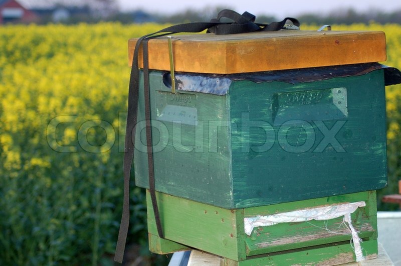 Box of honey bees | Stock image | Colourbox