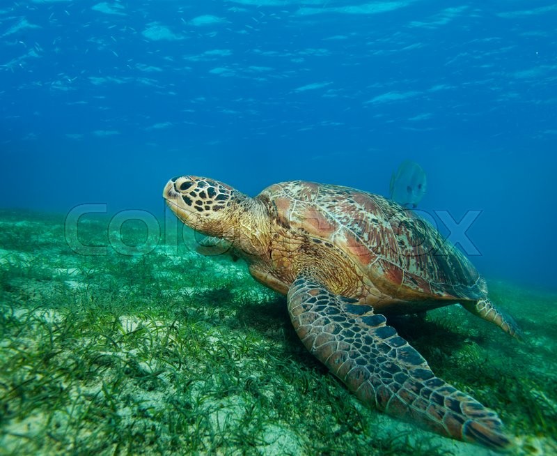 Big sea turtle on the seaweed bottom on ... | Stock image | Colourbox
