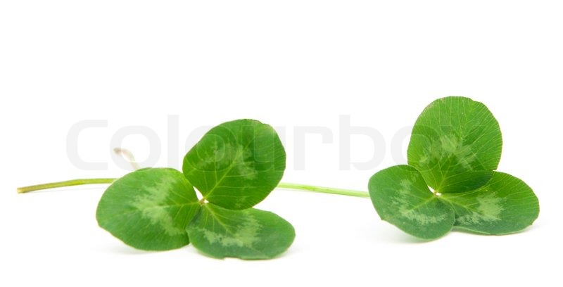 Kleeblatt auf weißem Hintergrund | Stock Bild | Colourbox
