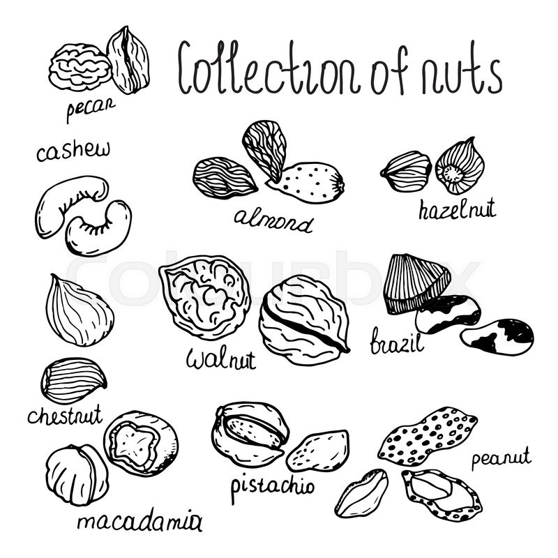 Hand drawn detailed nuts isolated on ... | Stock vector | Colourbox