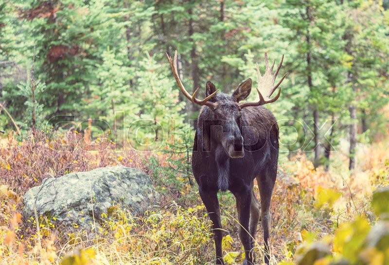 Moose | Stock image | Colourbox