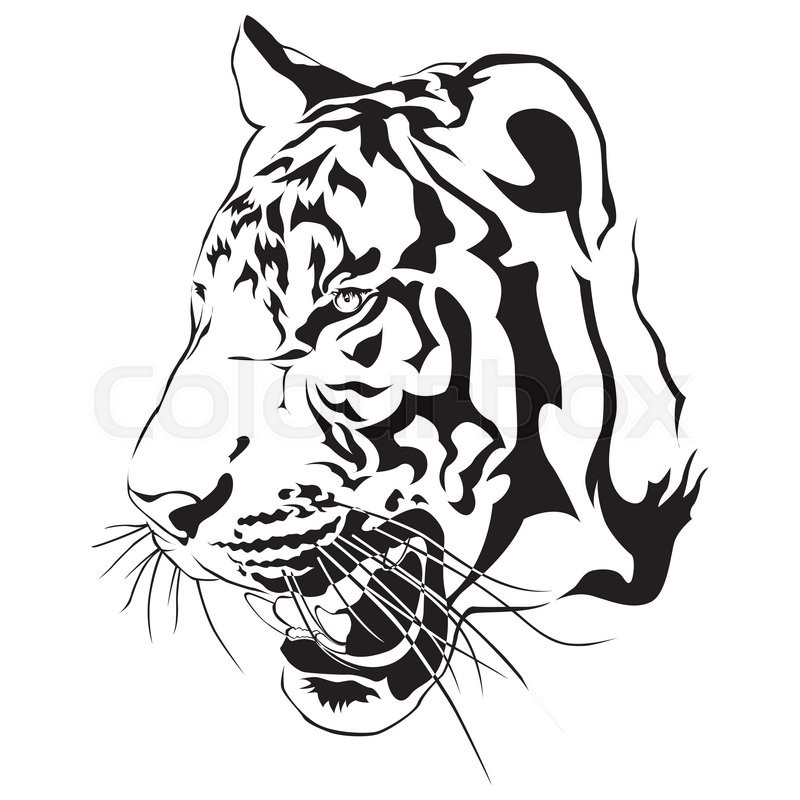 Tiger head, black and white, vector ... | Stock vector | Colourbox