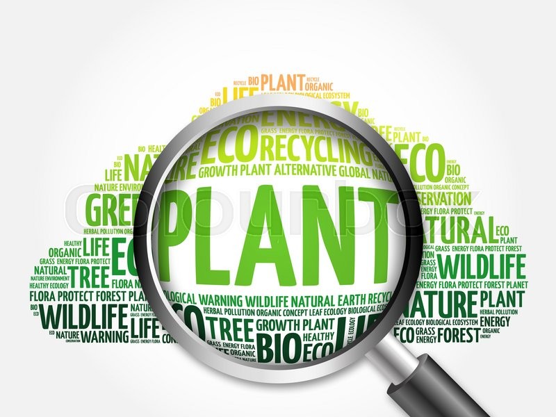PLANT word cloud with magnifying glass, ... | Stock image | Colourbox