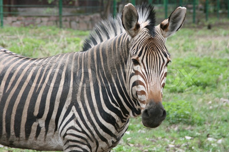 Zebra animal | Stock image | Colourbox