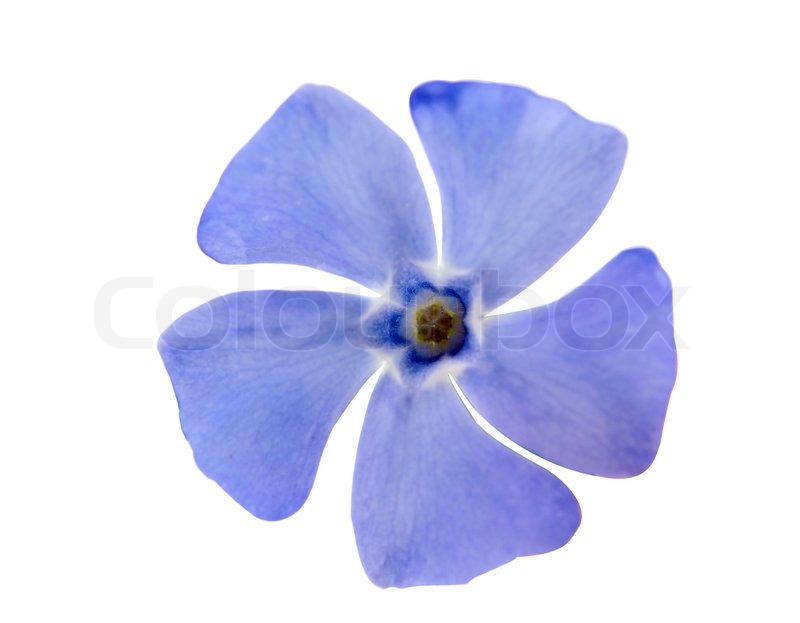Periwinkle flower on a white background | Stock image | Colourbox