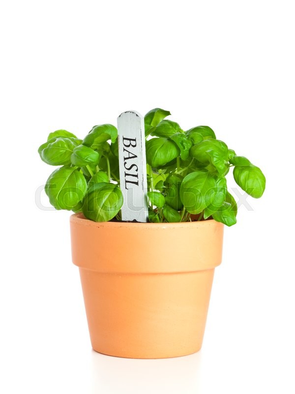 Potted Basil