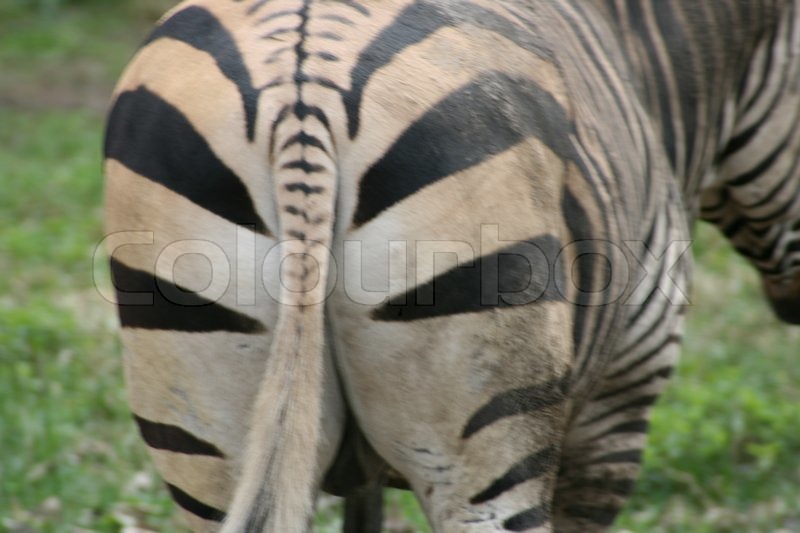Zebra back | Stock image | Colourbox