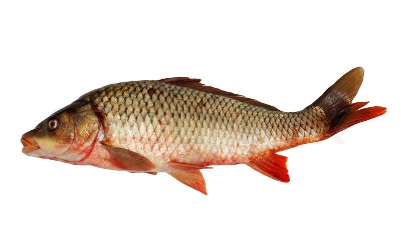 Carp isolated on white background | Stock image | Colourbox