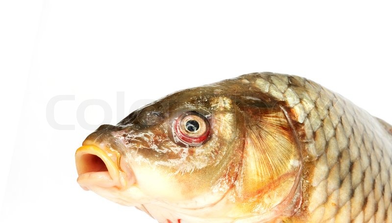 Carp isolated on white background | Stock image | Colourbox