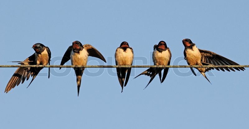 Svale | Stock foto | Colourbox