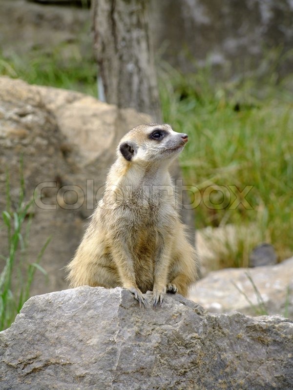 Meerkat Watching Scientific ... | Stock image | Colourbox