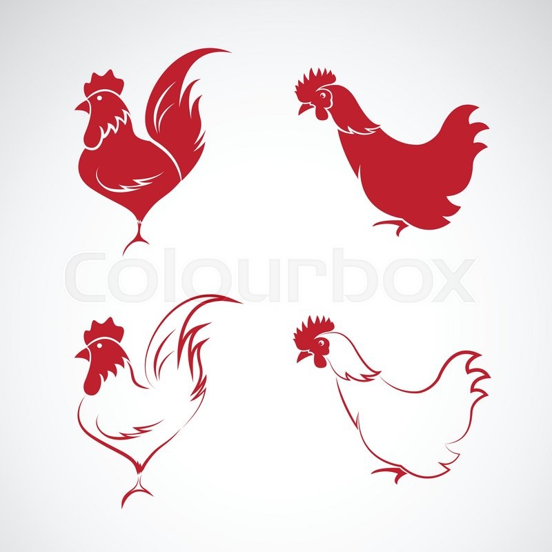 Vector image of an chicken design on ... | Stock vector | Colourbox