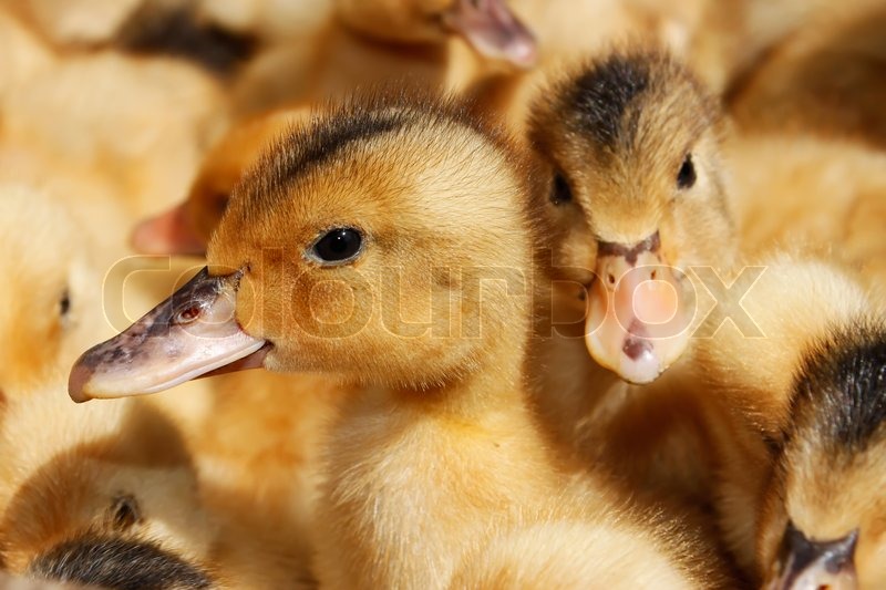 Portrait of small domestic duckling ... | Stock image | Colourbox