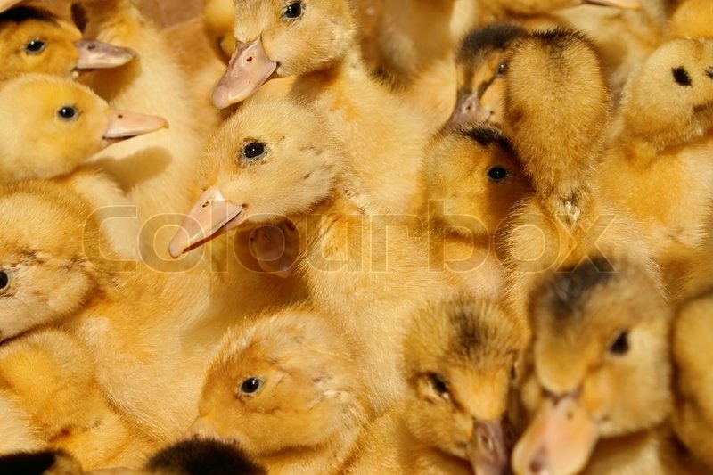 A lot of small yellow ducklings ... | Stock image | Colourbox