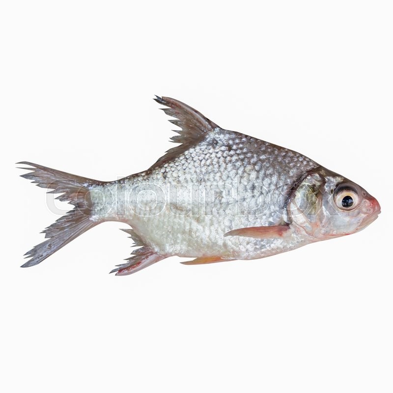 Cyprinidae