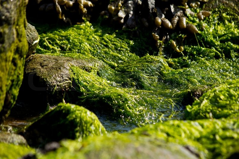 Seaweed on wet rocks | Stock image | Colourbox