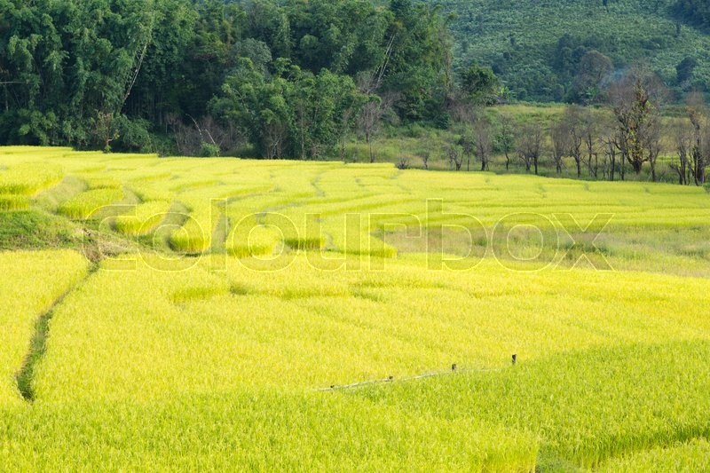 Rice farm on the mountain Agricultural ... | Stock image | Colourbox