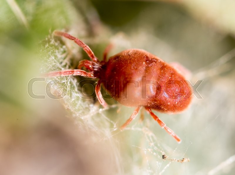 Red tick in nature. macro | Stock image | Colourbox