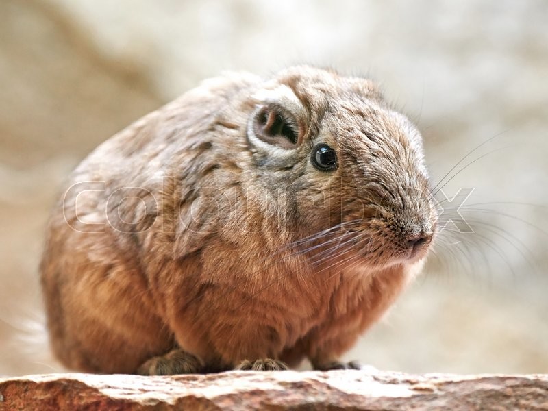 Closeup portrait of the Common gundi ... | Stock image | Colourbox