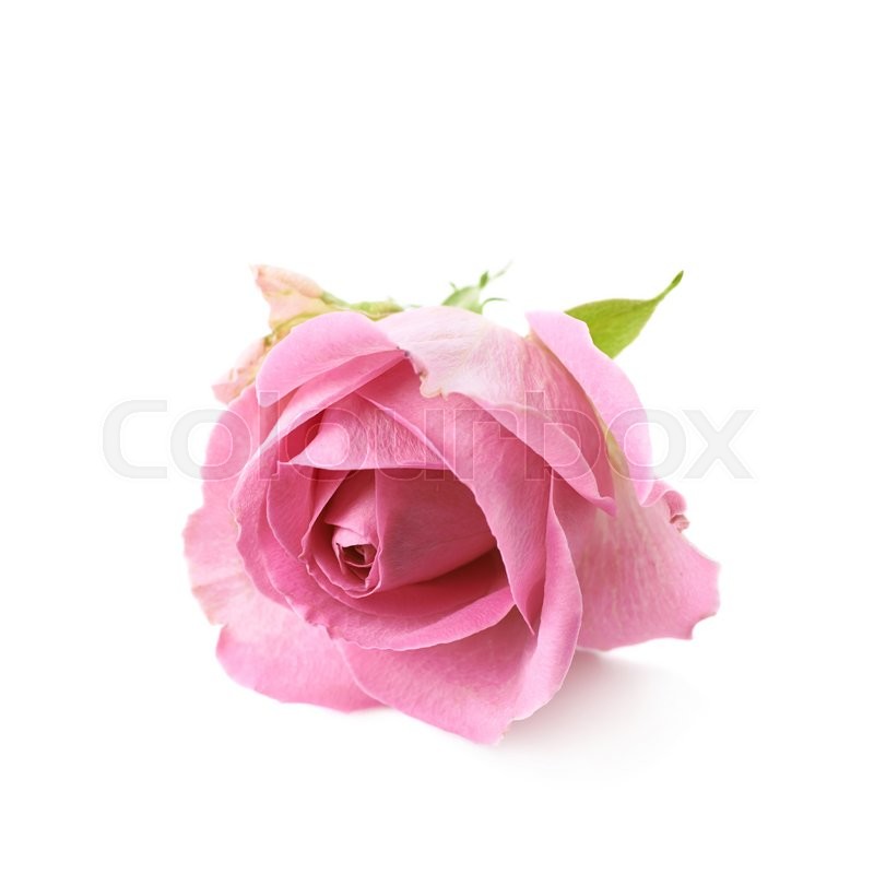 Single pink rose bud isolated over the ... | Stock image | Colourbox