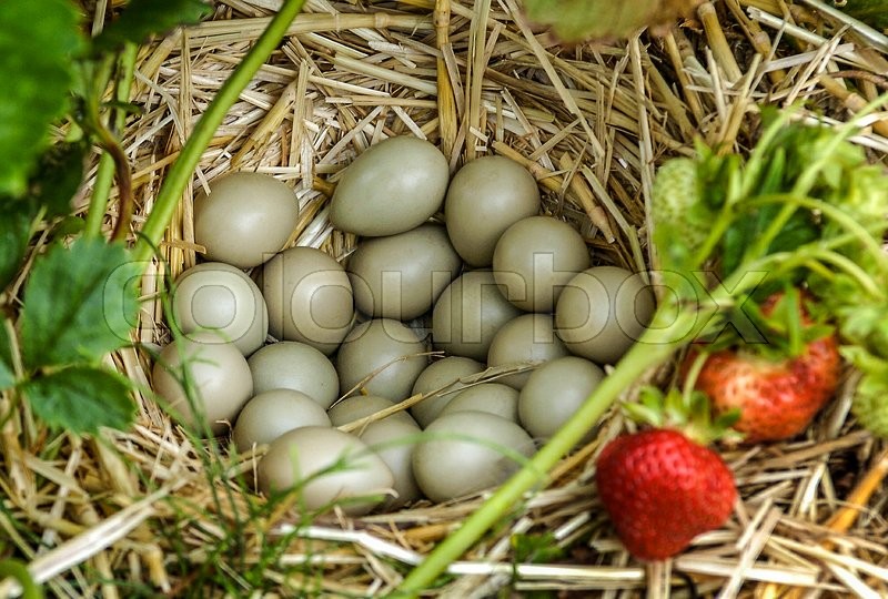 Partridge nest with eggs in a ... | Stock image | Colourbox