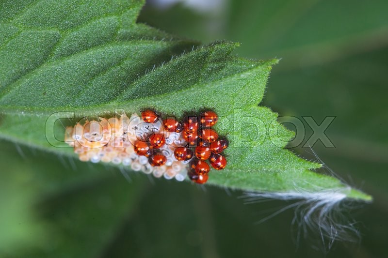 Ladybug larvae and eggs of the shell on ... | Stock image | Colourbox