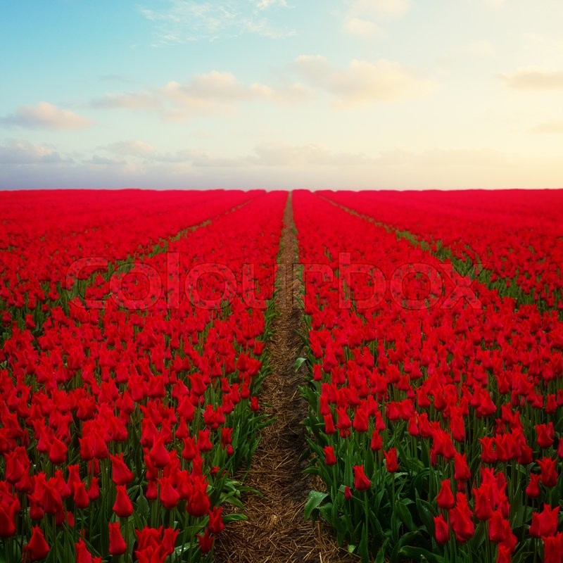 Famouse dutch red tulip field with ... | Stock image | Colourbox
